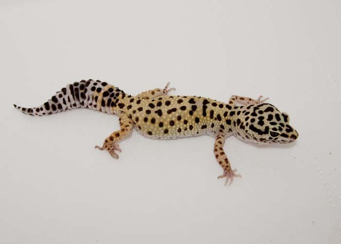 Leopard gekon odrasla ženka