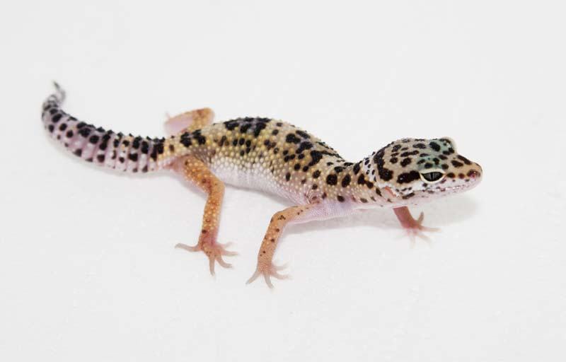 Leopard gekon