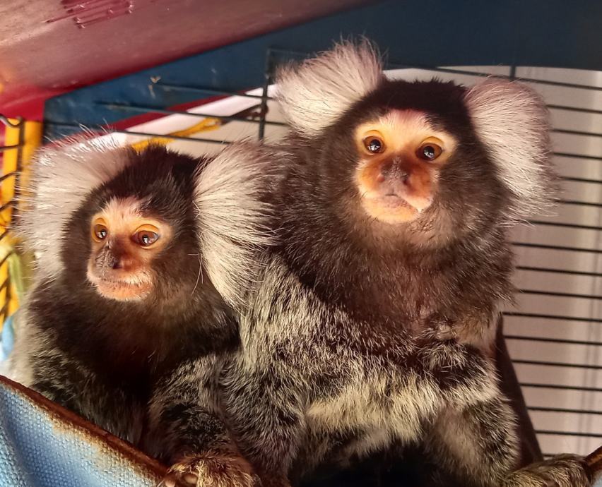 Majmun MARMOZET - BEBA