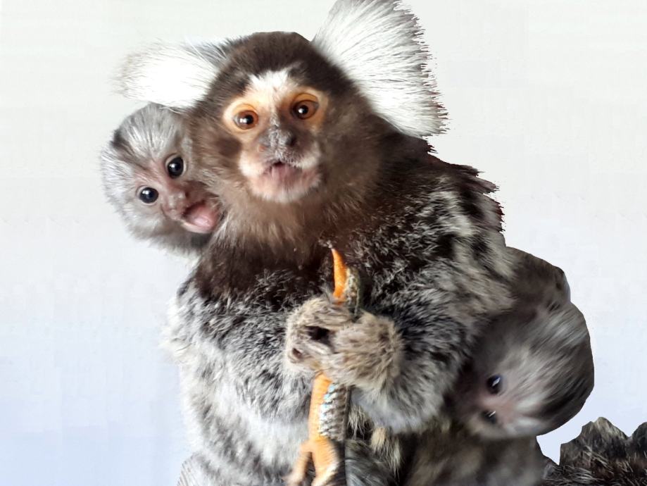 Majmun MARMOZET - BEBA