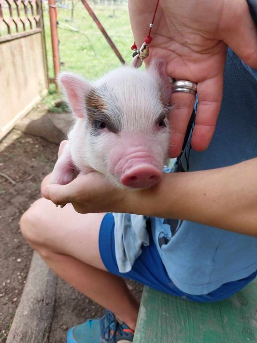 Minesote svinje, patuljaste svinje, mini svinje