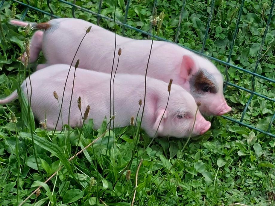 Minesote svinje, patuljaste svinje, mini svinje