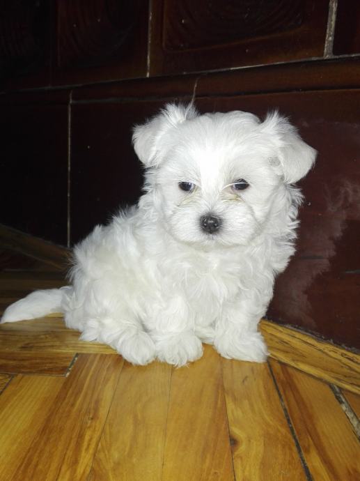 Mini maltezer