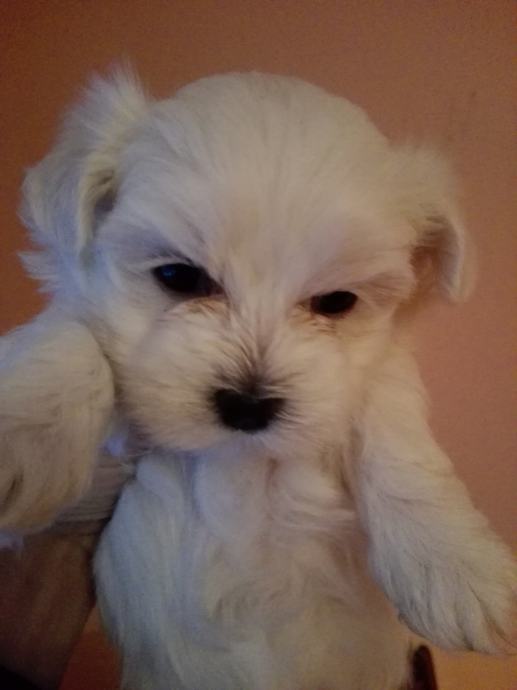 Mini maltezer