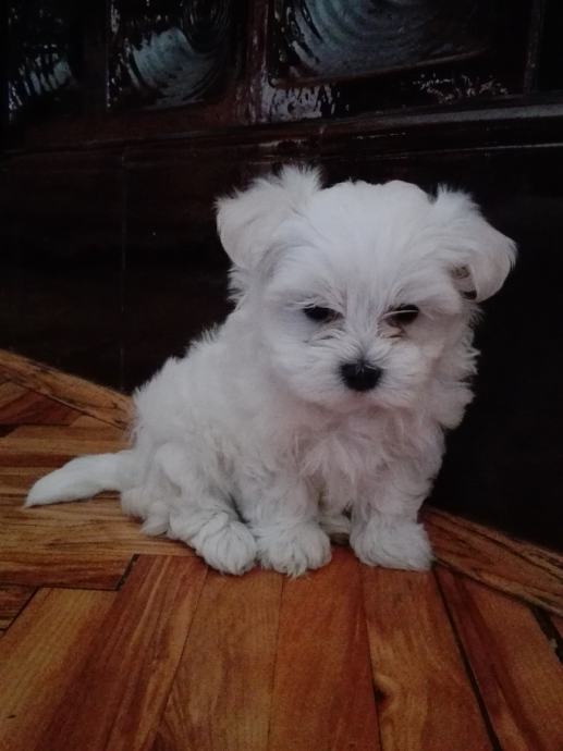 Mini maltezer