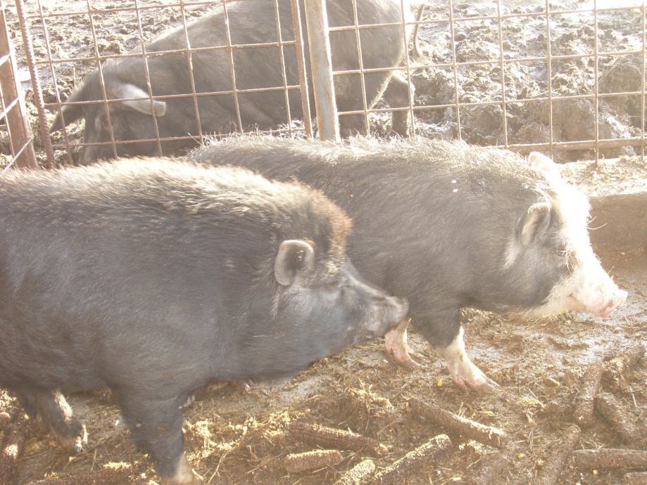 MINI SVINJE MINESOTA PIG MUŠKO I ŽENSKO