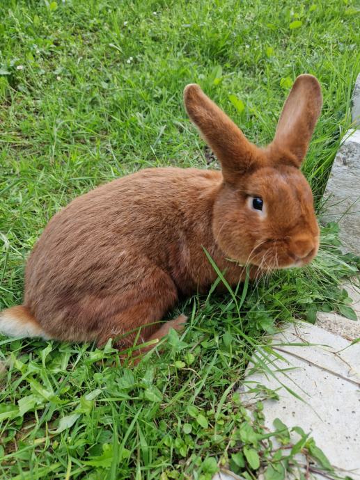 Novozelandski crveni kunić