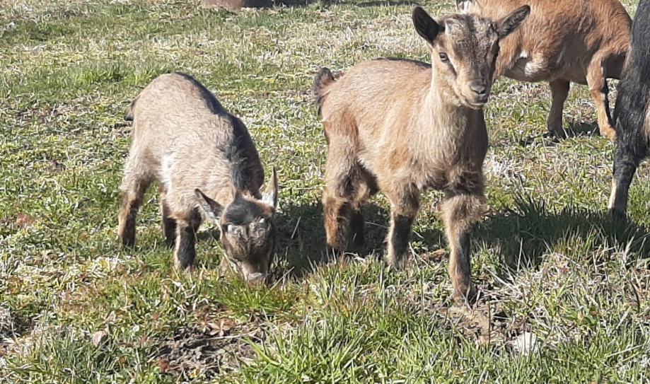 Patuljaste (mini) koze