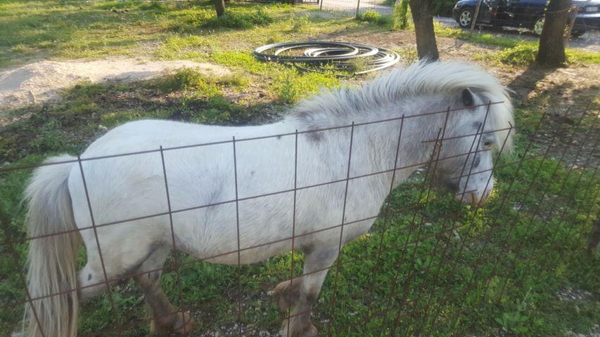 Poniji(muško i žensko)