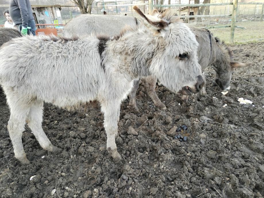 Primorsko dinarski magarac