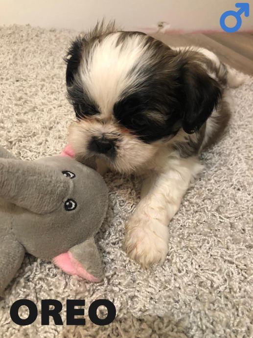 Prodaja Shih Tzu štenaca starih 2 mjeseca