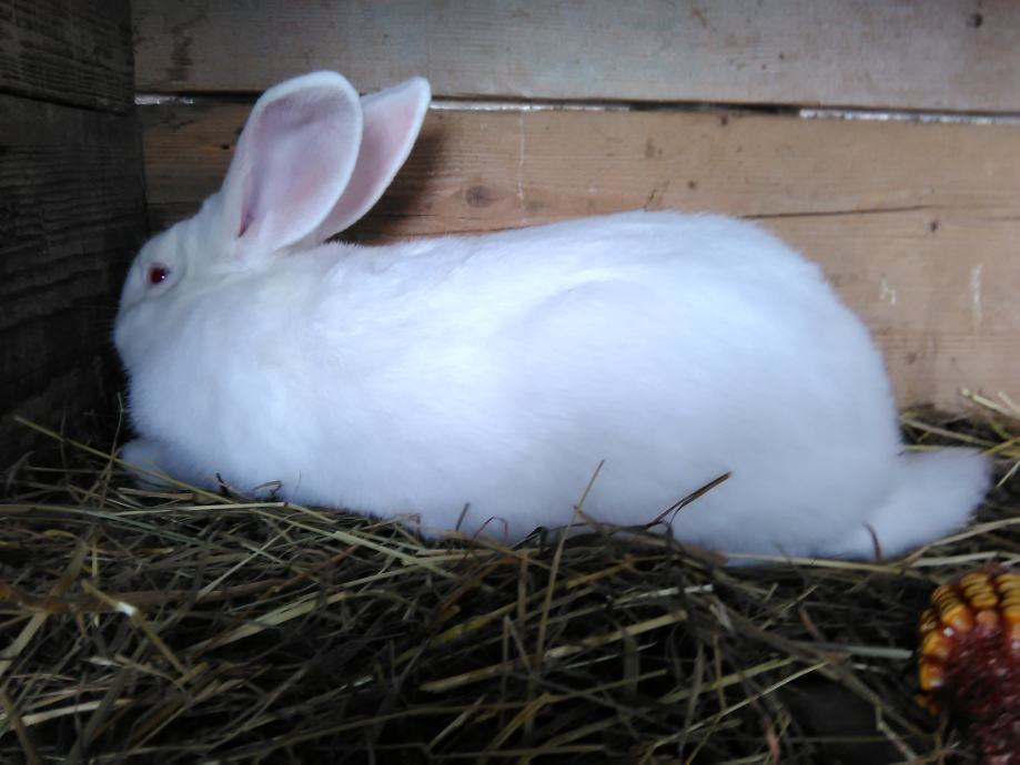 Prodaje se zec orijaš star oko 6 mjeseci