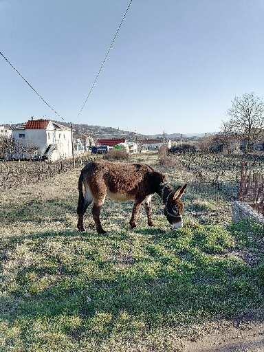Prodajem istarsko magare