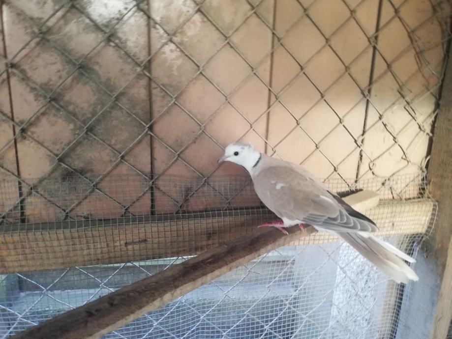 Prodaju se grlice, Srebrni fazani te Zlatni i Dijamantni fazani