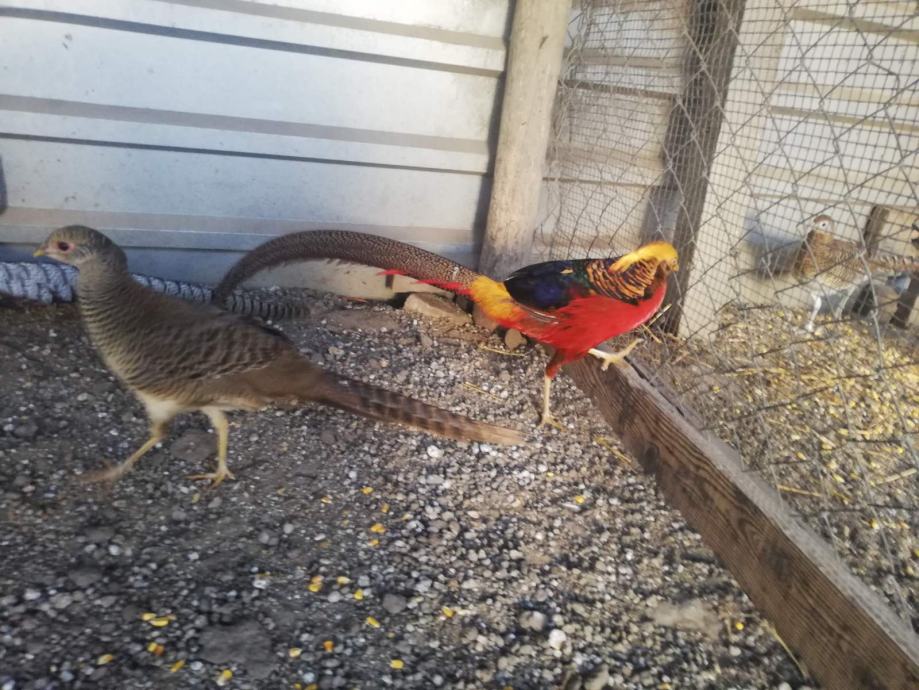 Prodaju se grlice, Srebrni fazani te Zlatni i Dijamantni fazani