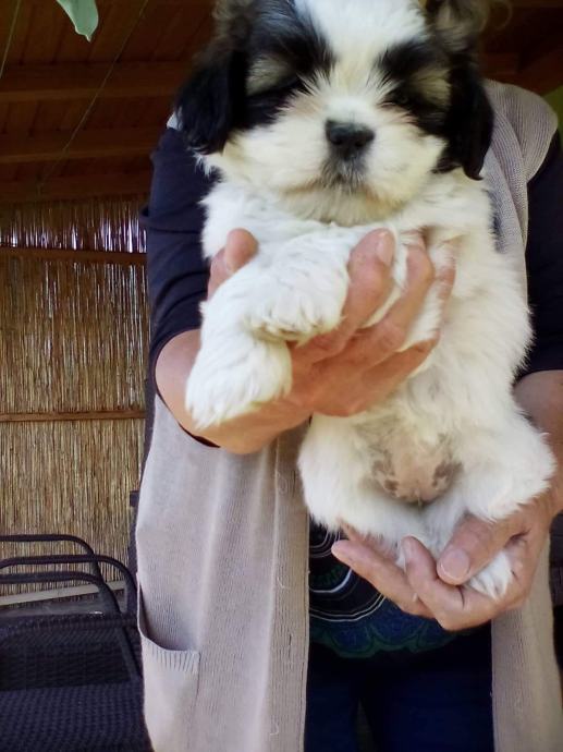 Shih tzu šicu shi tzu štenci
