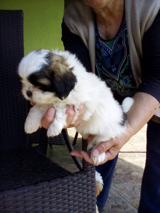 Shih tzu šicu shi tzu štenci