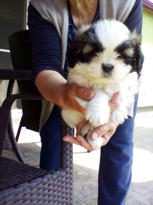 Shih tzu šicu shi tzu štenci