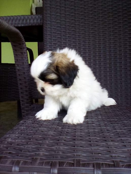 Shih tzu šicu shi tzu štenci