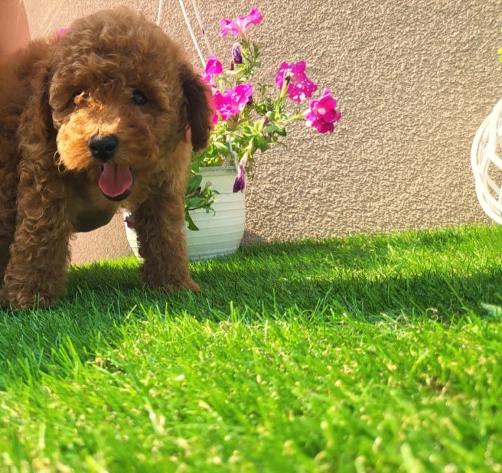 Toy/Patuljaste pudle