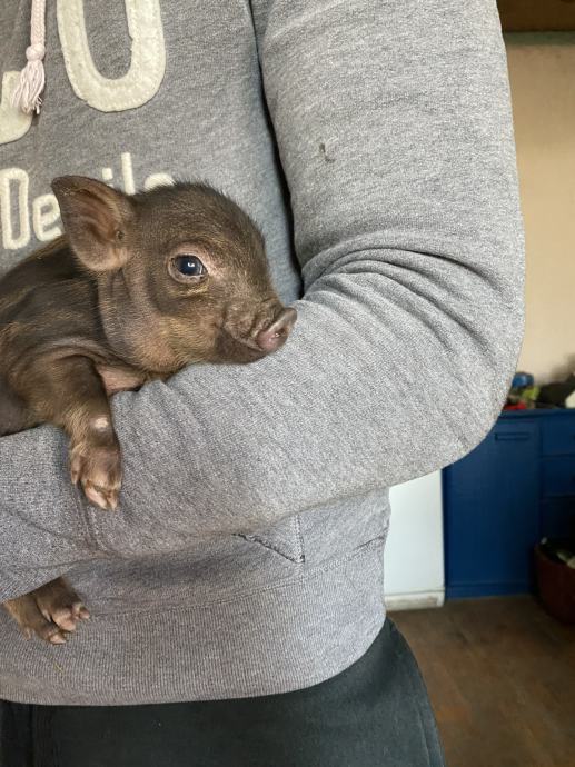 Vijetnamske svinje za prodaju