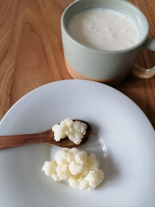 Kefirna zrnca za domaći kefir