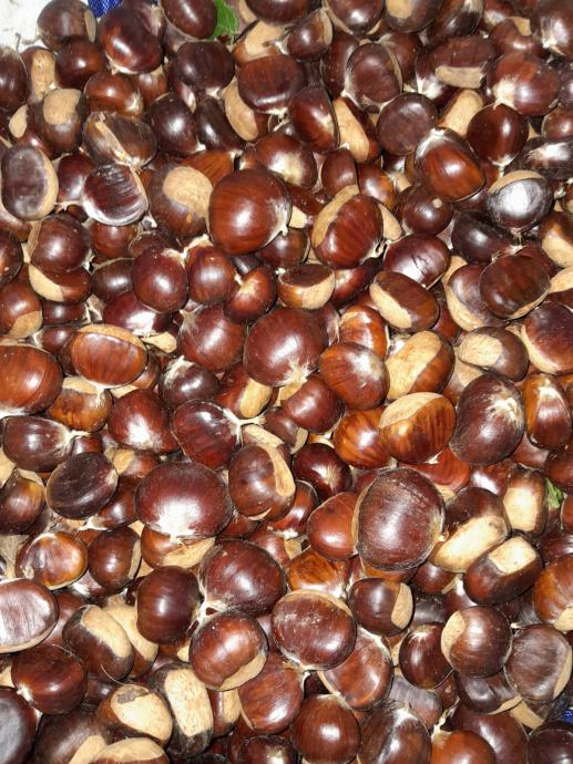 Kesteni