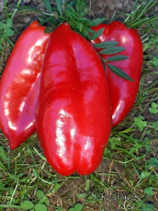 Paprika roga (Slonovo Uho)
