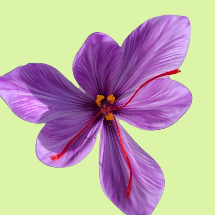 Šafran začin – DALMATINSKO ZLATO (SAFFROUGE)