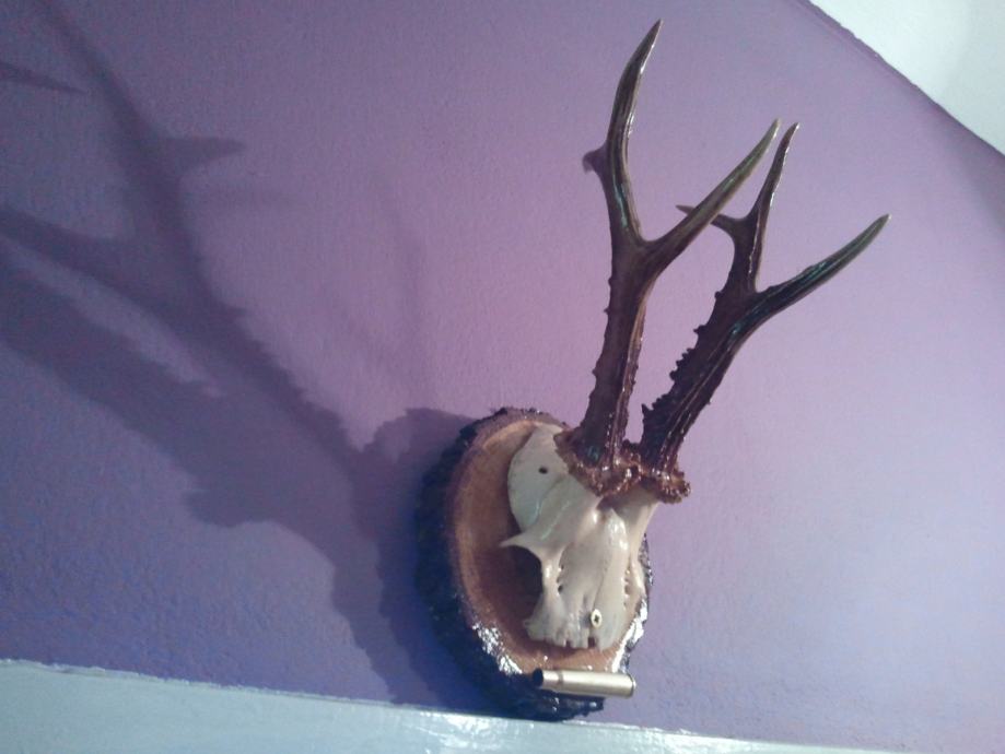 Rogovi od srnjaka (srdaća)