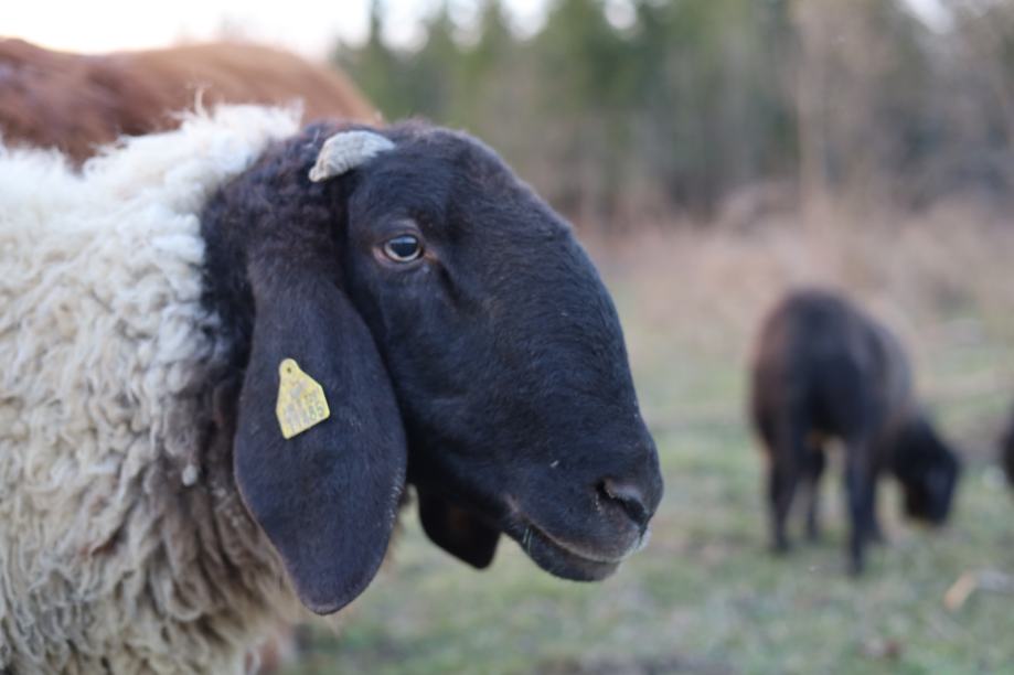 Čistokrvni ovan cigaja