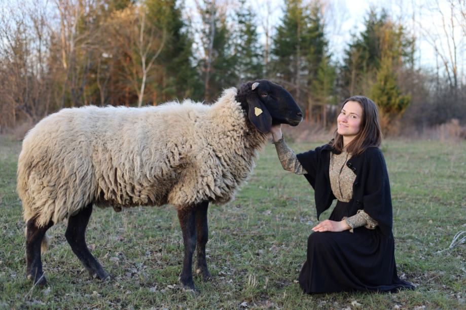 Čistokrvni ovan cigaja