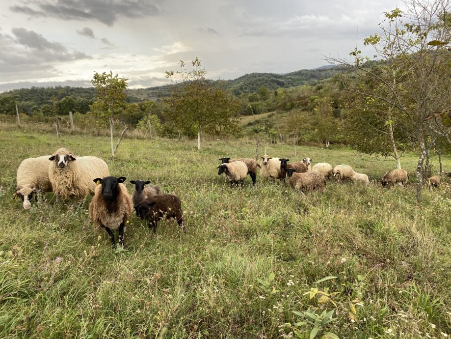 Stado ovaca