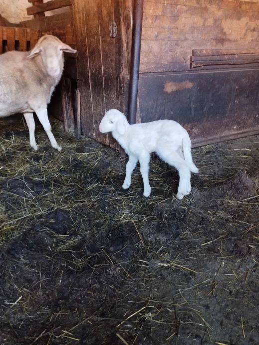 JANJE NA DOHRANU NA DUDU