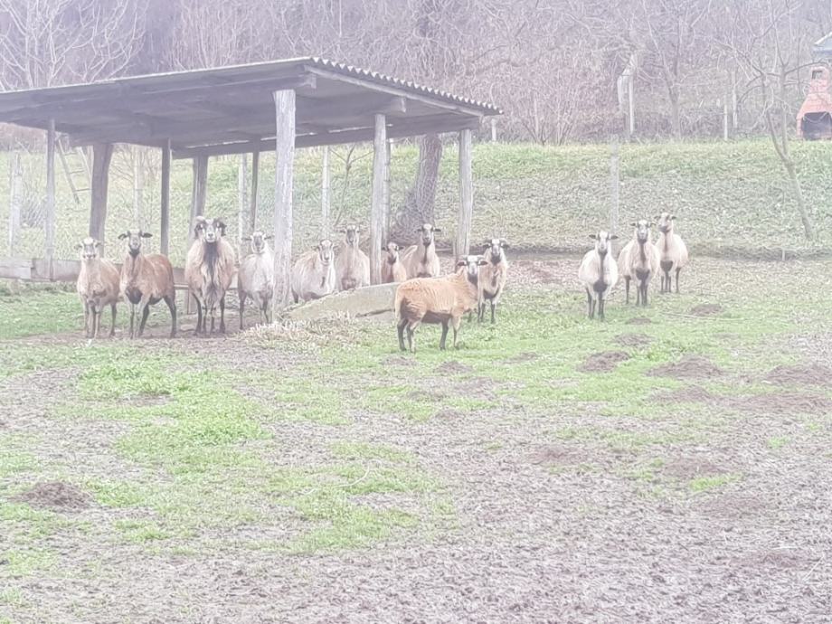 Kamerunske ovce, Kamerunska ovca