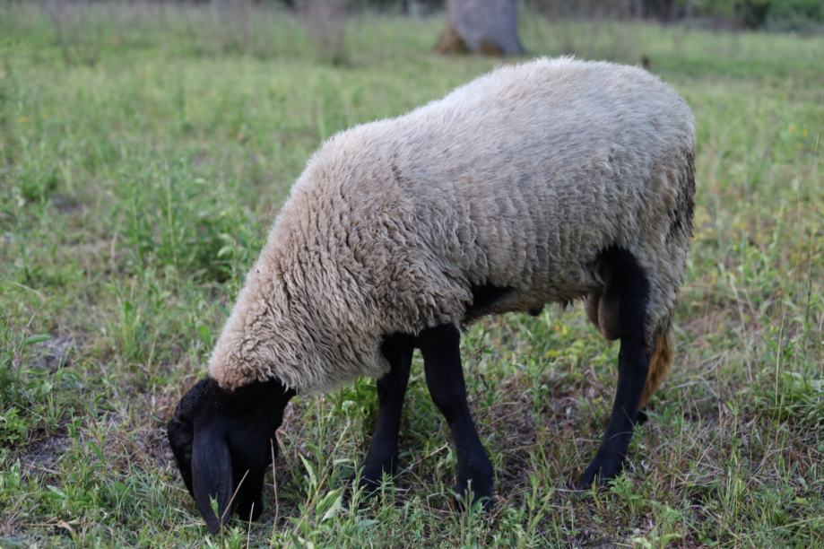 Mladi ovan cigaja, prodajem ili mijenjam