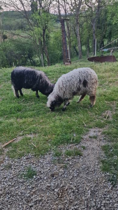 Ovan i 2 ovce