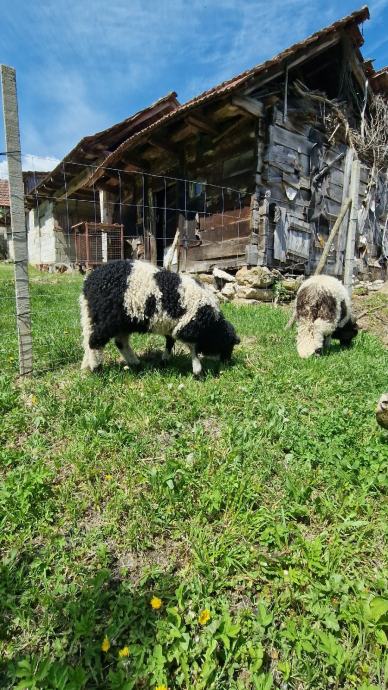Ovan i 2 ovce