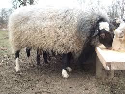 Ovan,4 ovce i janje - čistokrvno Romanovski