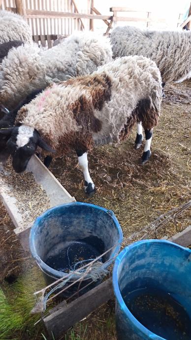 ovan dorper -ildefrance