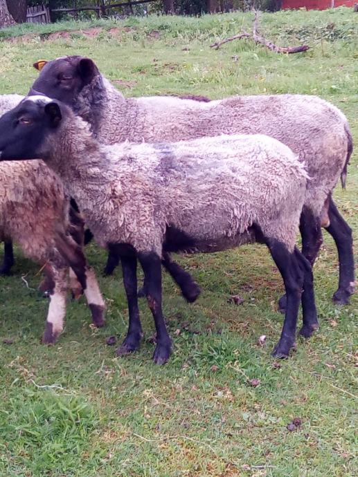 Ovan i ovce romanovske, ovca slovenka