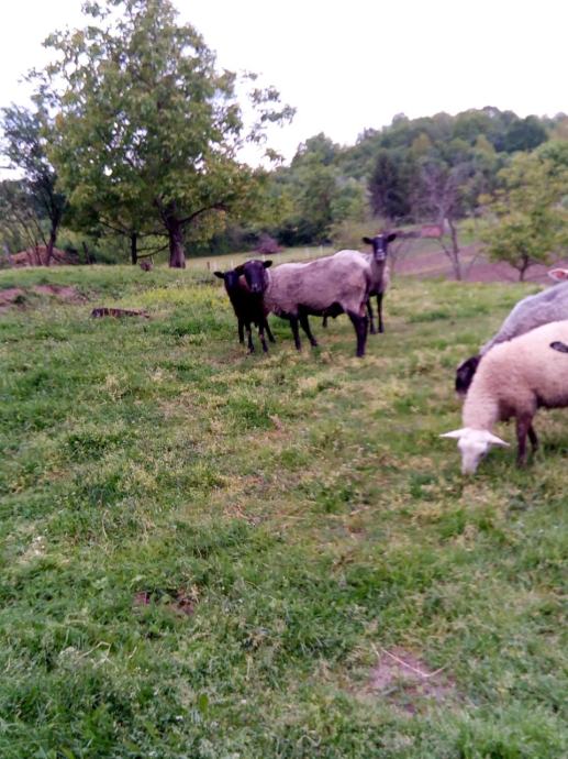 Ovan i ovce romanovske, ovca slovenka