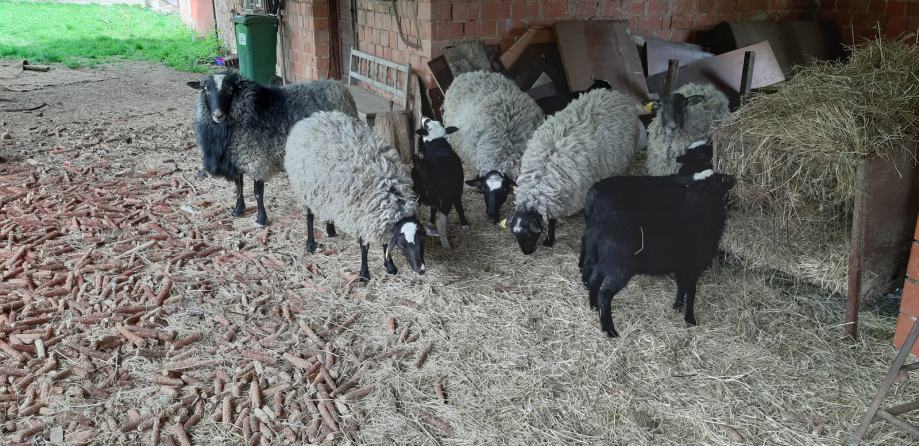 Janjci i ovce, ovani ,stado, janjci za obradu ili uzgoj, janje, janjad