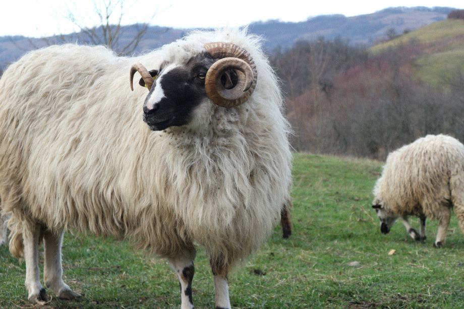 OVAN TOP FORMA 2 i pol godine