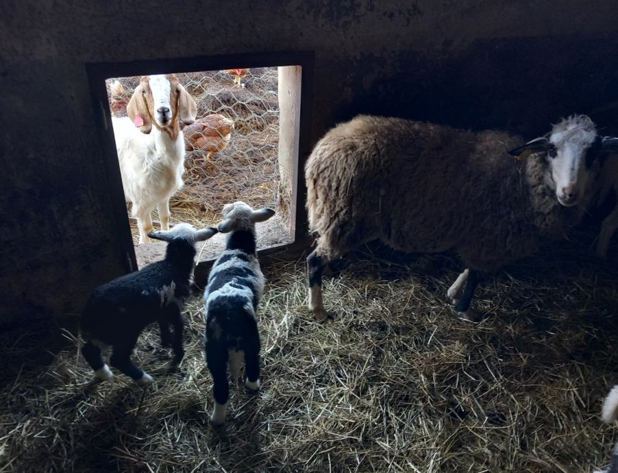 Ovca sa dvoje janjadi