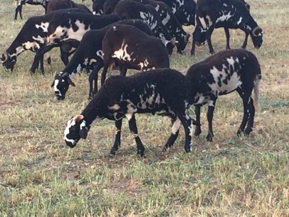 Ovca Istarska pramenka