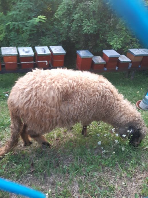 Ovca za obradu (ispod cijene)