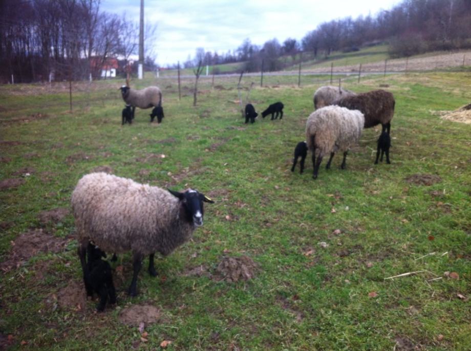 Ovca i janje romanovska