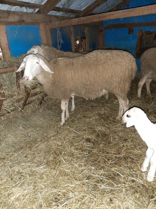 Ovca slovenka i janje-500 kuna