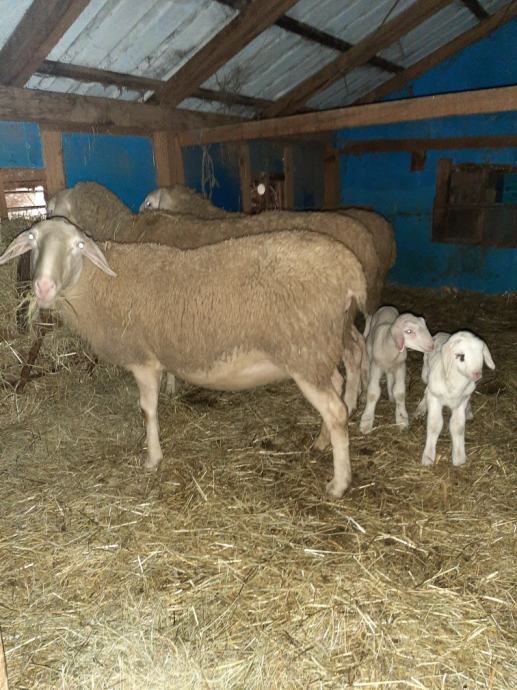 Ovca slovenka i janje-500 kuna